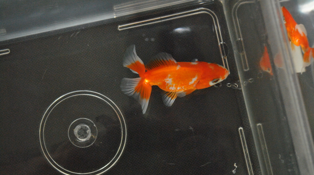 Jikin - The Association of Midland Goldfish Keepers