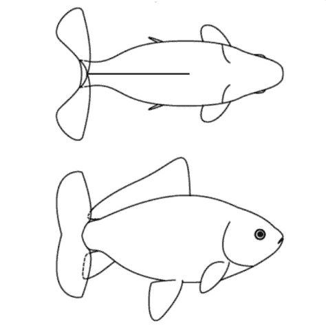 Jikin - The Association of Midland Goldfish Keepers