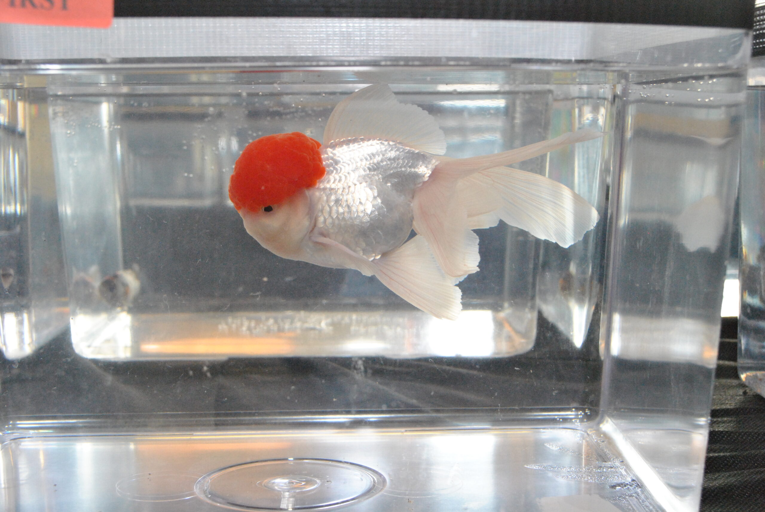 Red Cap Oranda - The Association of Midland Goldfish Keepers