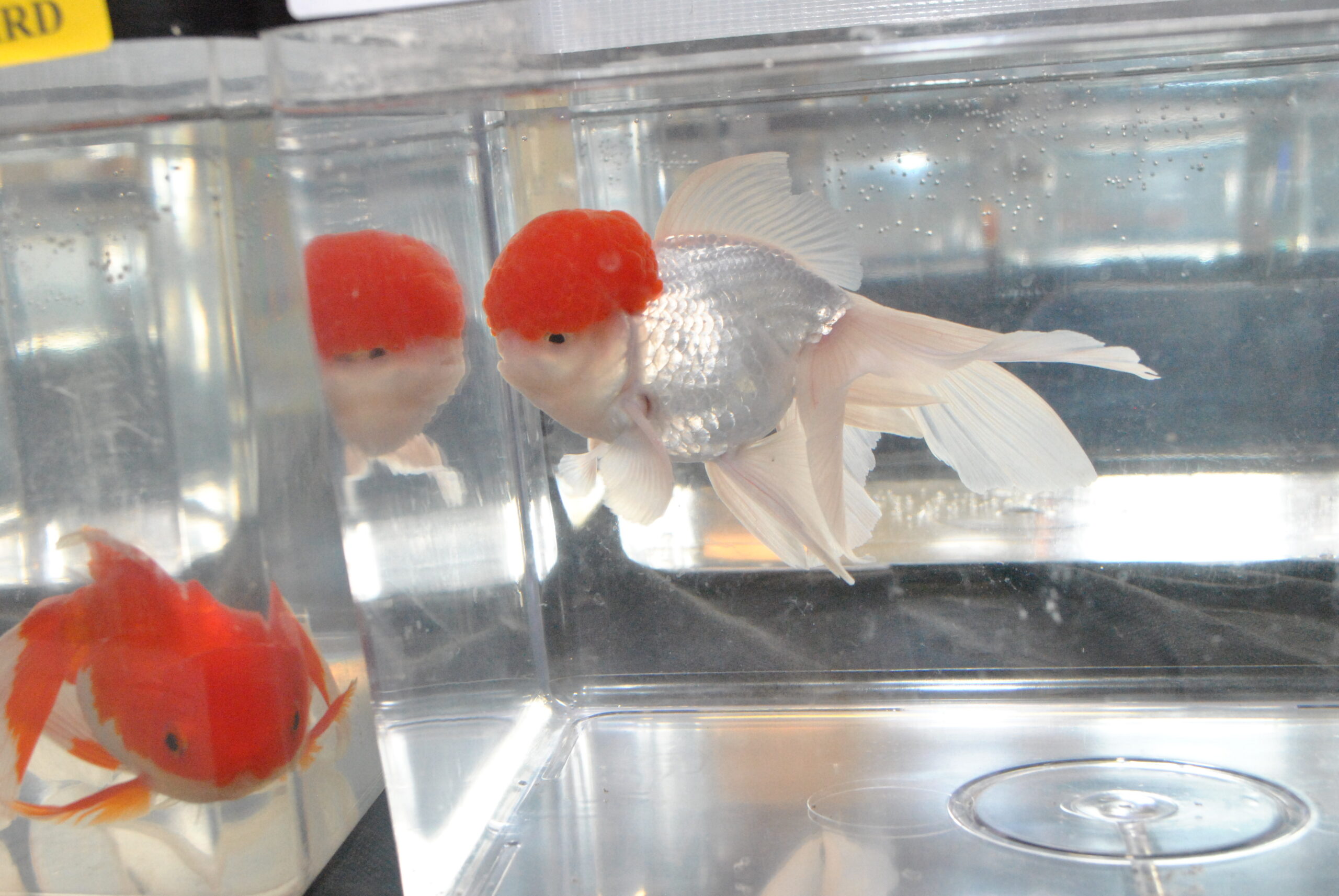 Red Cap Oranda - The Association of Midland Goldfish Keepers