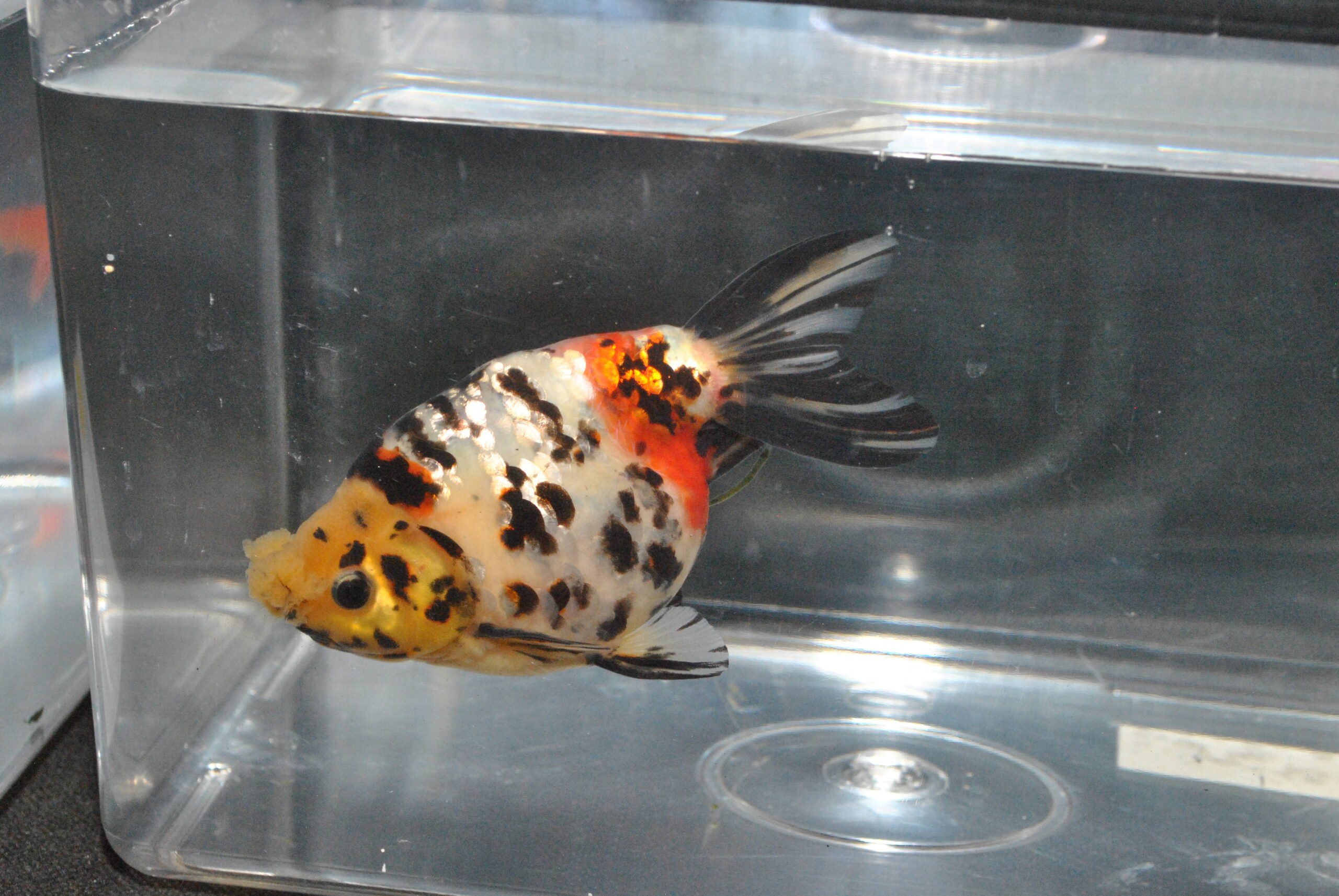 Pompon - The Association of Midland Goldfish Keepers